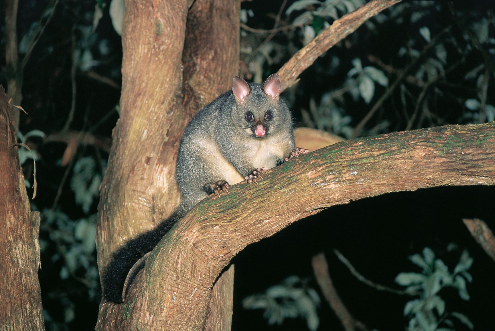 Possum