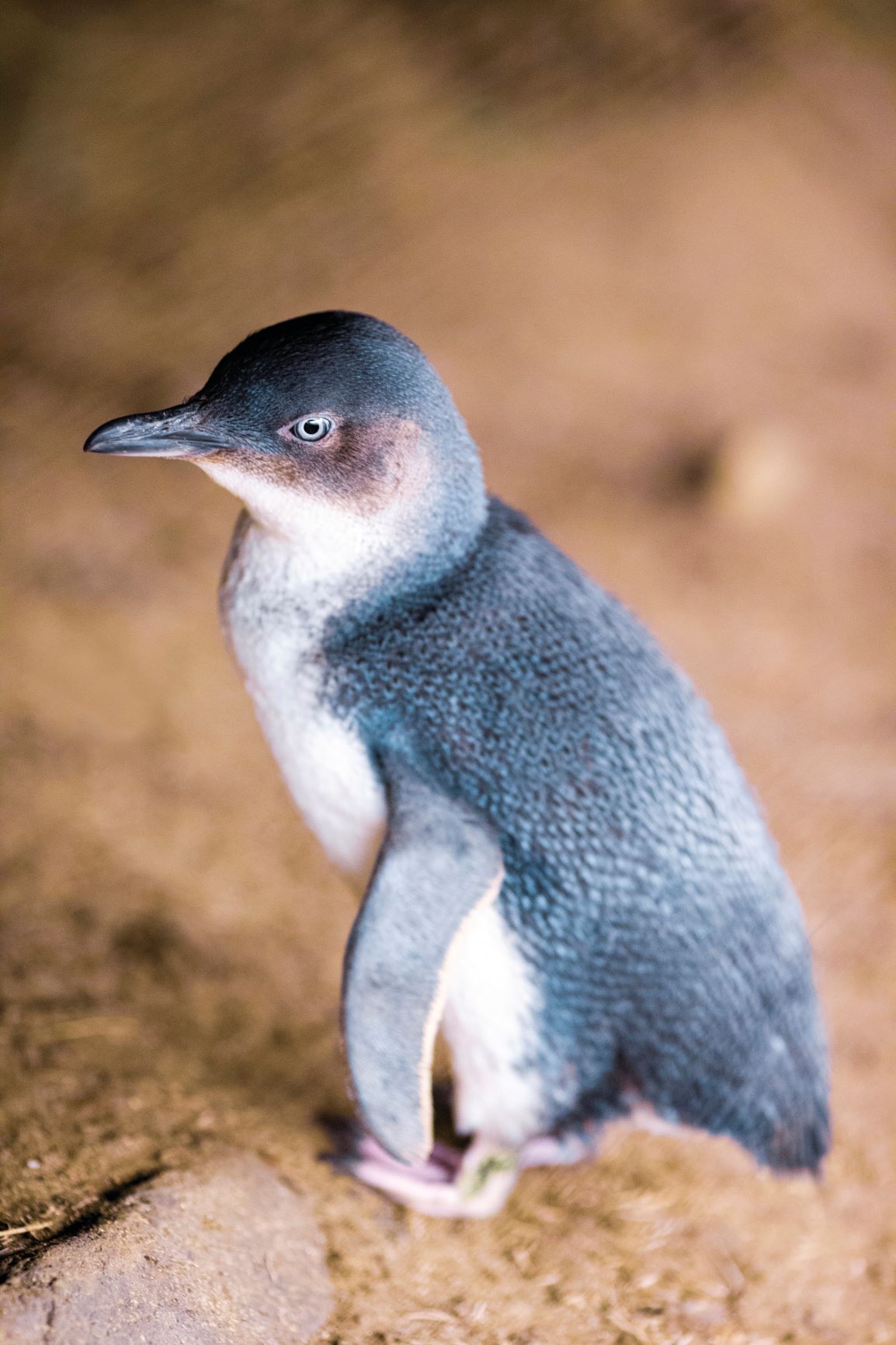 Fairy Penguin 2MP fairy-penguin-2mp